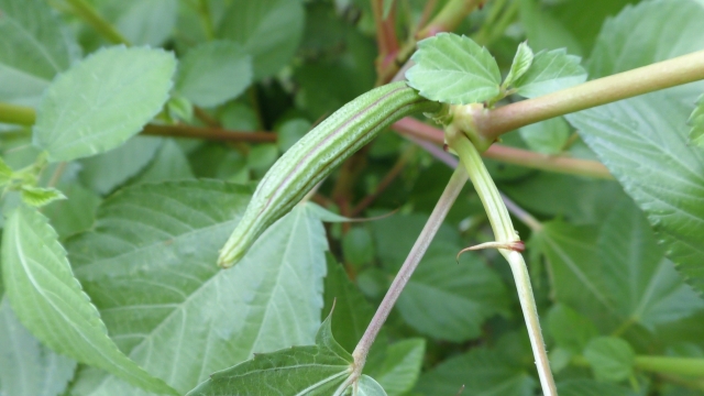 【初心者】モロヘイヤの栽培・育て方のコツ(摘心・挿し木・毒について)｜【簡単】家庭菜園の始め方と初心者におすすめグッズ