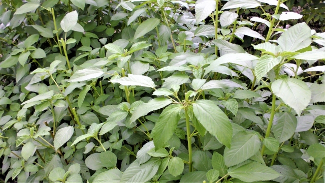 【初心者】モロヘイヤの栽培・育て方のコツ(摘心・挿し木・毒について)｜【簡単】家庭菜園の始め方と初心者におすすめグッズ